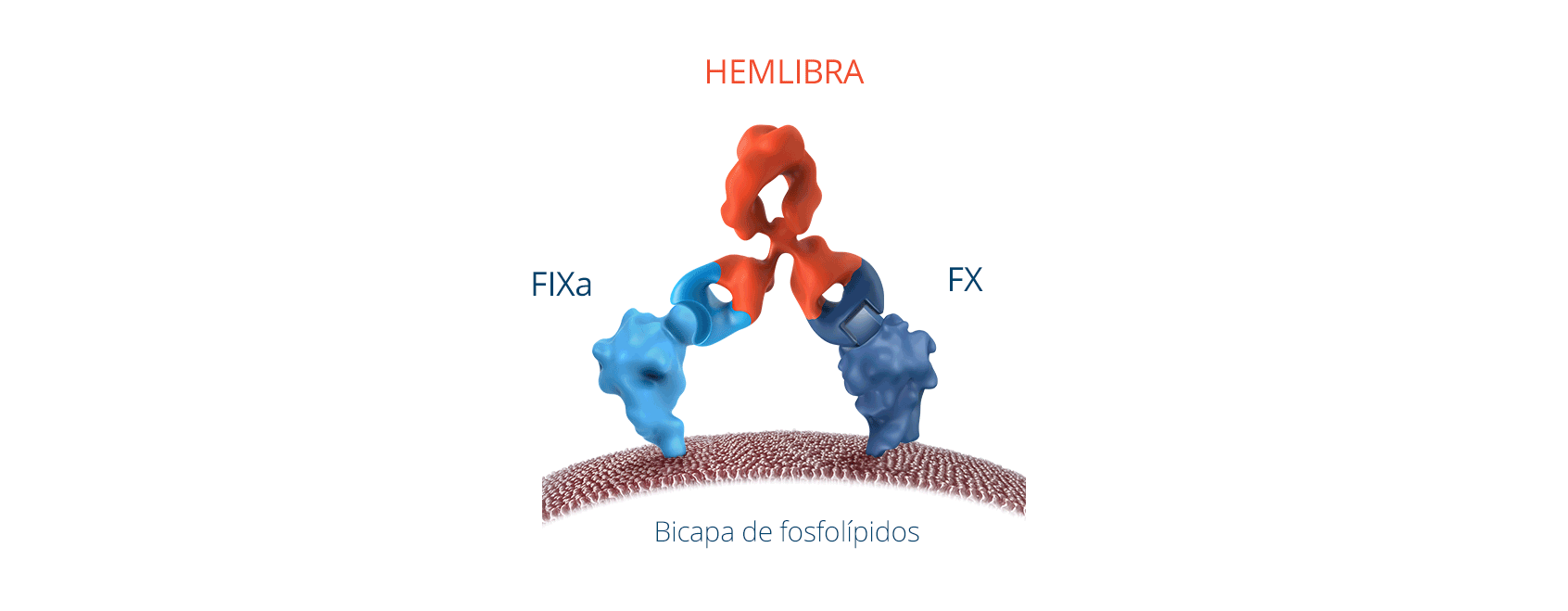 HEMLIBRA® (emicizumab-kxwh) | Preguntas frecuentes